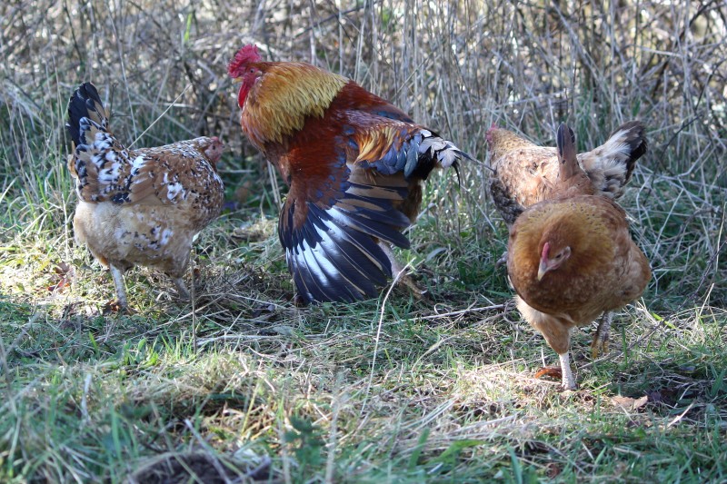 Chicken Noises: What Do They Mean? - Backyard Poultry